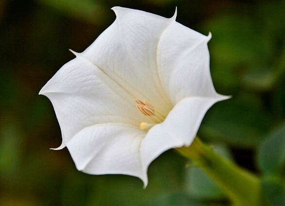 98%Scopolamine,Scopolamine powder,Upright Datura Flower extract CAS NO ...