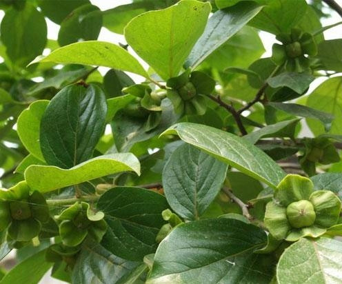 Reducing blood fat Persimmon leaves extract 10:1, 20:1