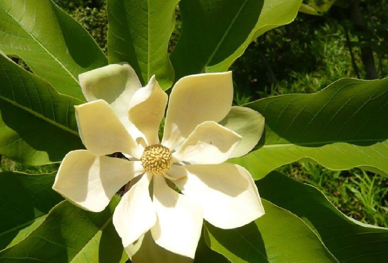 Honokiol & Magnolol mangnolia officinalis extract powder